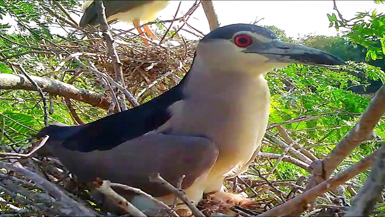 Black crowned birds take care of small babies - YouTube