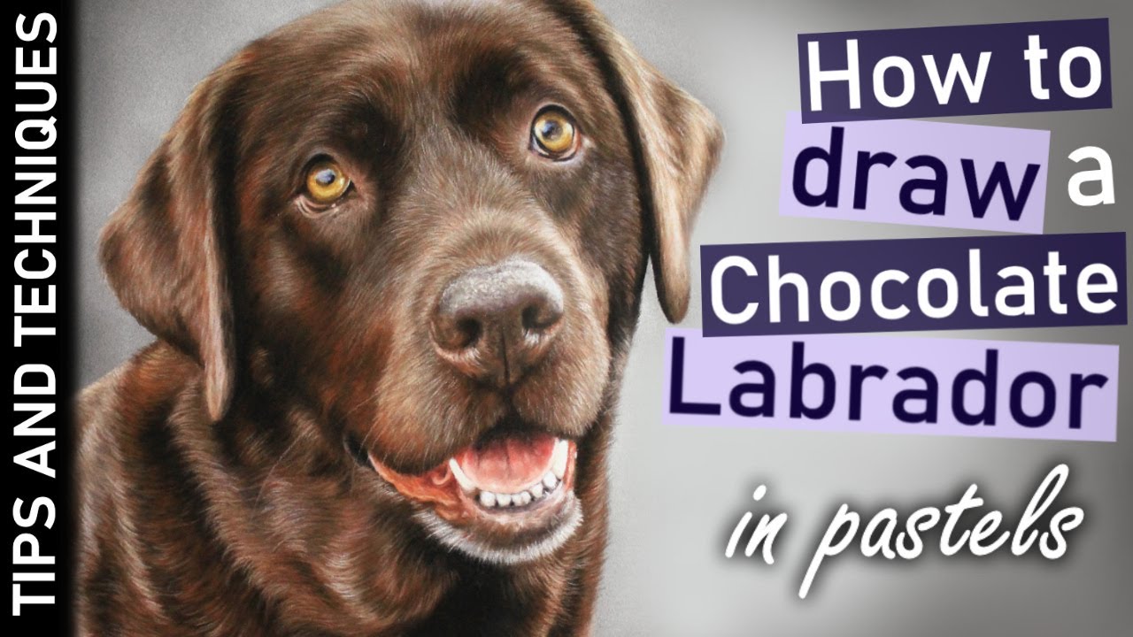 How to draw a Chocolate Labrador in pastels | Drawing realistic fur ...