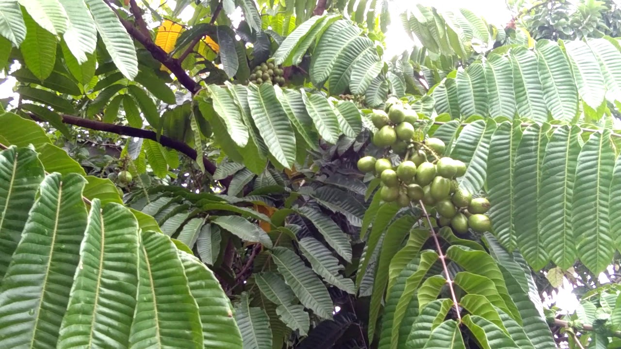 Longan Brazil, it is tasted awesome and sweet... it can bear fruit ...