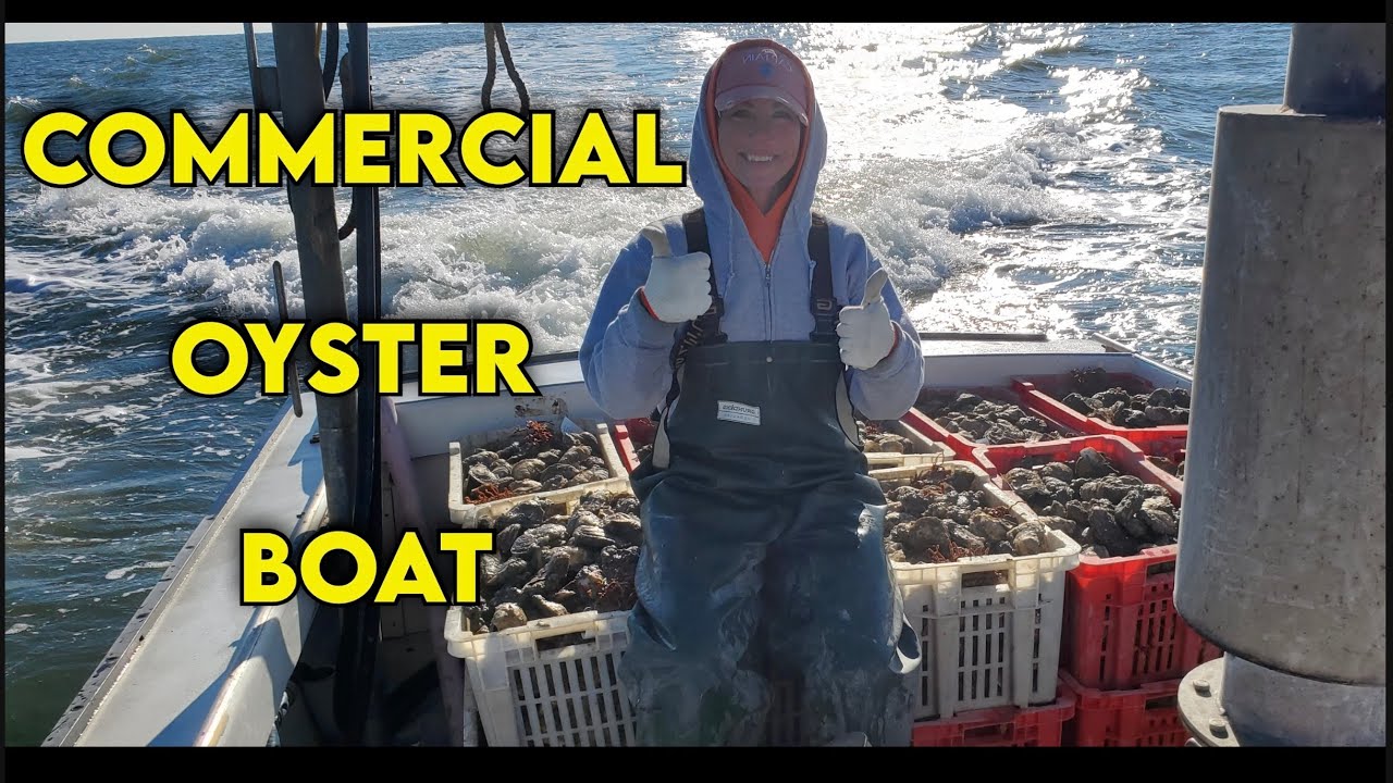 How to Catch Millions of OYSTERS on the Chesapeake Bay - YouTube