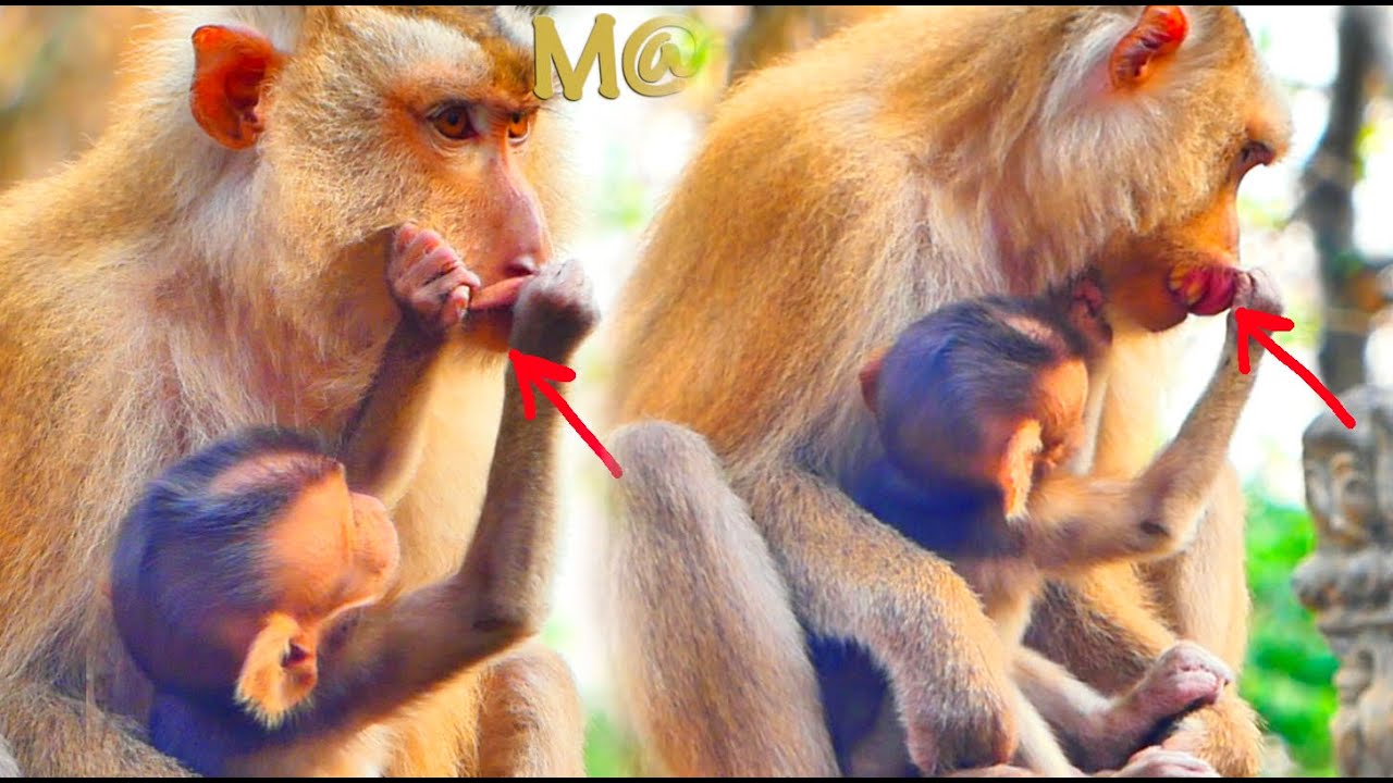 Adorable..! Sacka is checking his mother's teeth like a Dentist. - YouTube
