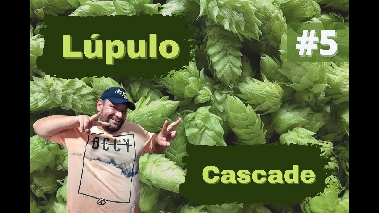 Lúpulo #5 Cascade - YouTube