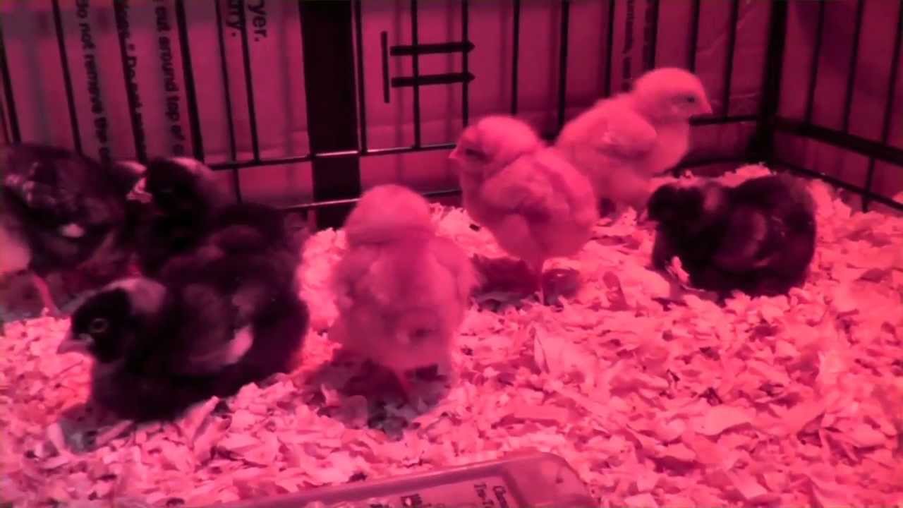 Our Chicks (Day 4) - YouTube