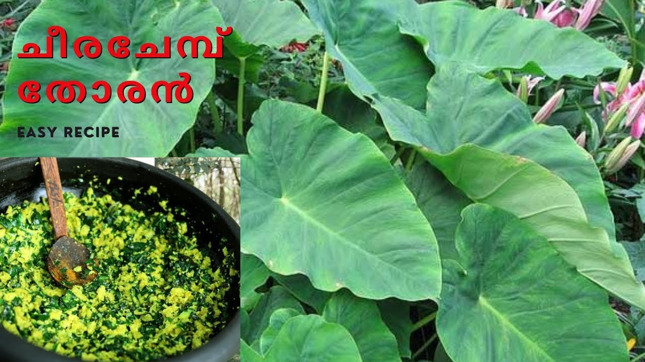 ചീര ചേമ്പ് തോരൻ /cheera chembu thoran /#food #viralvideo # ...