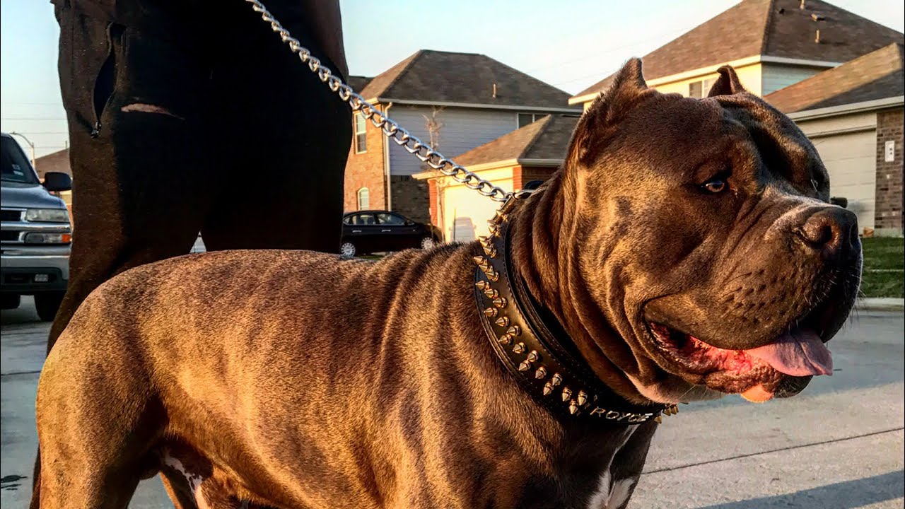 What happened when a XL pitbulls is lose at the park? - YouTube