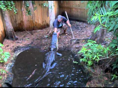 Jimmy Riffle Gator Wrestling 7-11-11 - YouTube