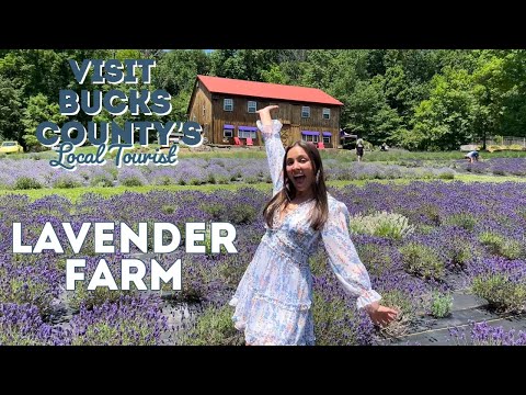 Picking lavender at Peace Valley Lavender Farm