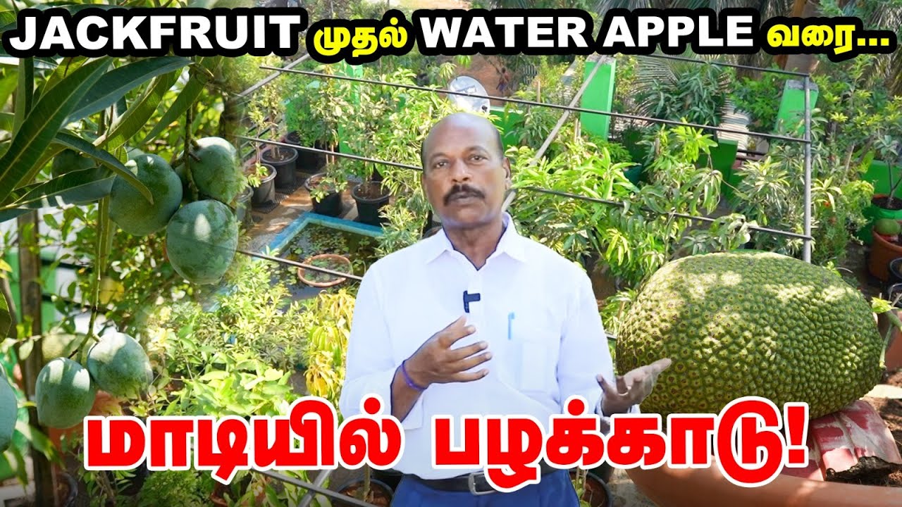 Fruit Forest In Terrace - Jackfruit முதல் Water Apple வரை மாடியில் ...