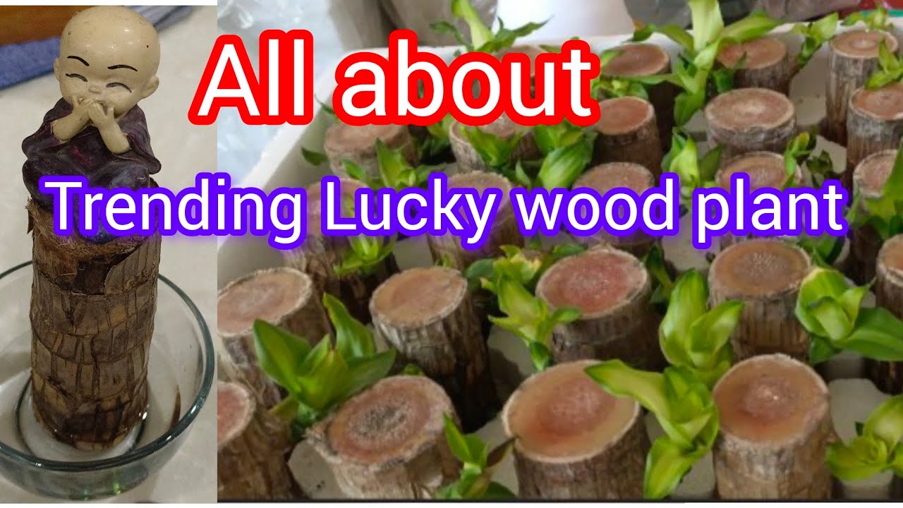 Lucky wood 🪵plant कहा से खरीदें पूरी जानकारी with result #luckyplants # ...