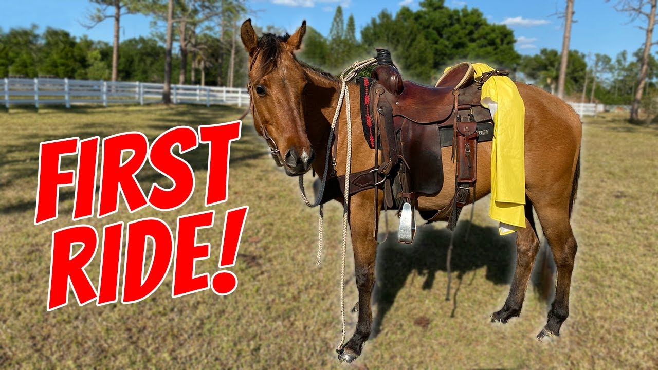Riding My Horse For THE FIRST TIME EVER! - YouTube