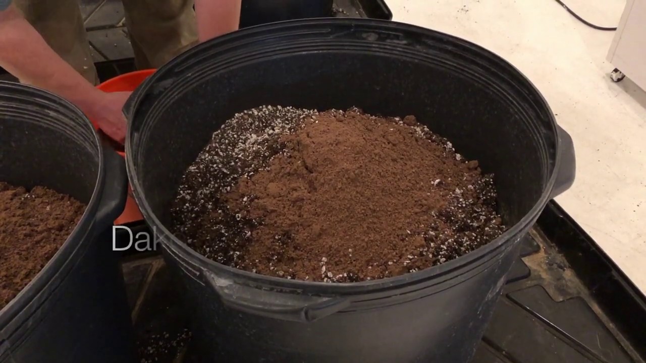 Planting Matanuska Thunder Fuck - YouTube