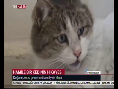 SANCILANAN KEDİ DOKTORA KOŞTU