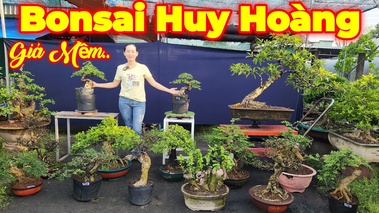 DIỆU HUY | #0939081082 | BONSAI ĐẸP KIM QUÝT, HỒNG XIÊM, MAI CHIẾU THỦY ...