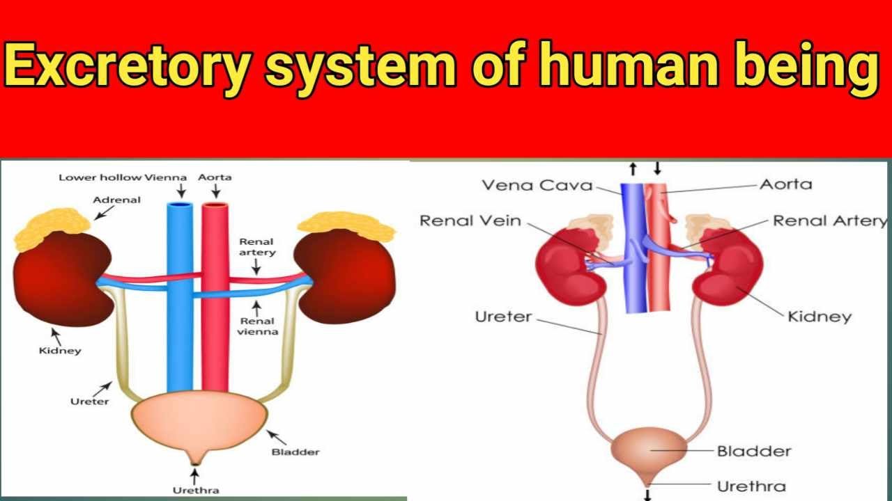 excretory system of human being, function of kidneys - YouTube