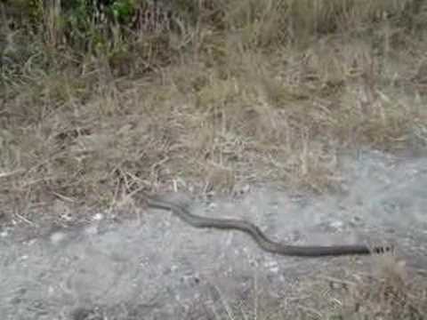 Point Reyes snake - YouTube