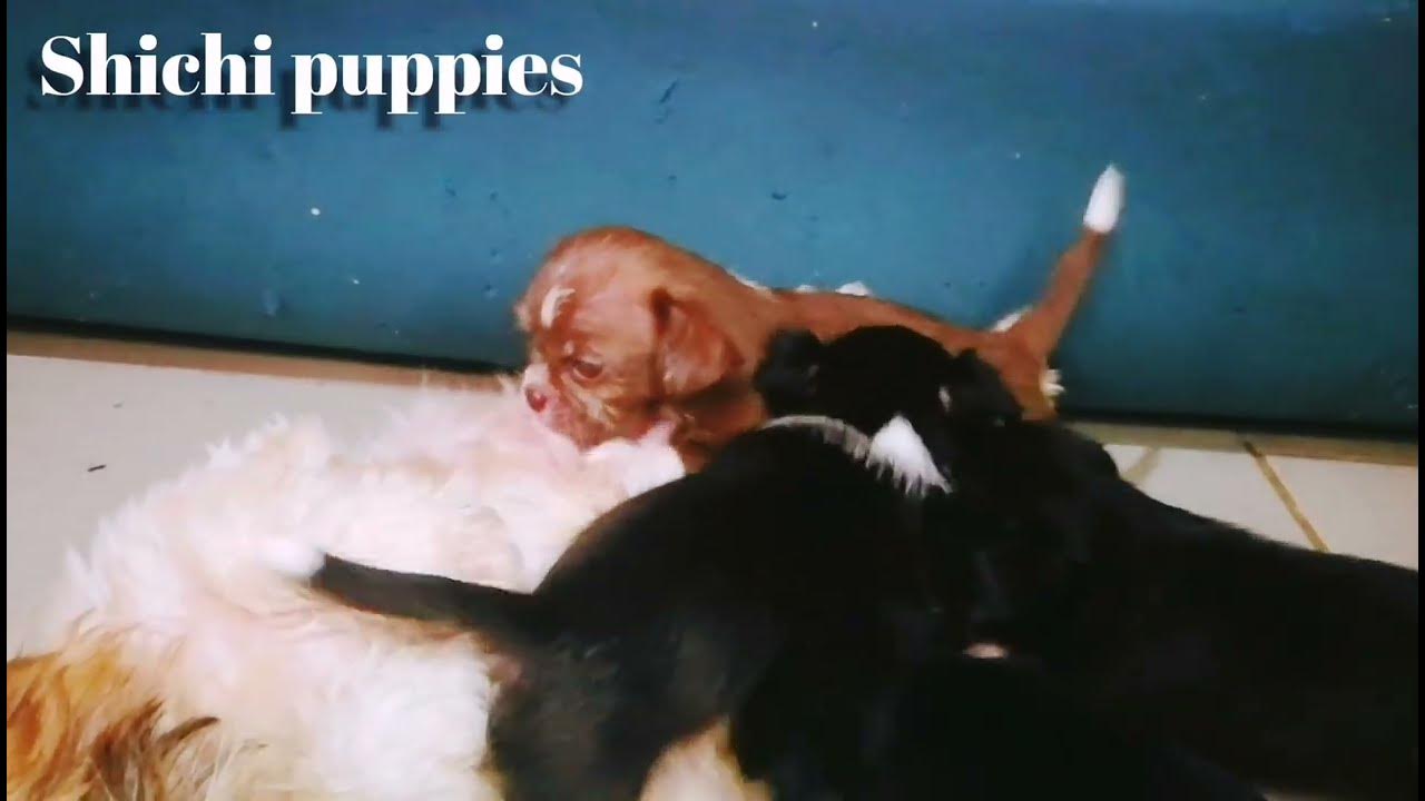 😲😍Shih Tzu Chihuahua mix | shichi puppies all about shichi, #viral #cute #reaction #trending ...