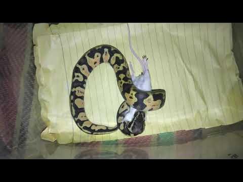 feeding ball python live mice - YouTube