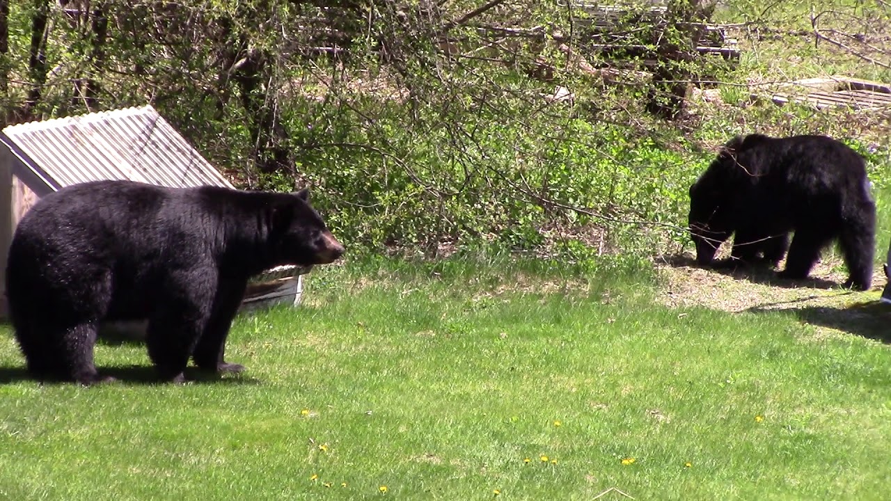 May 2020 sow bear with friendly boar - YouTube
