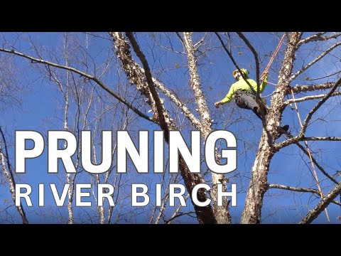Can You Prune Mature Birch Trees