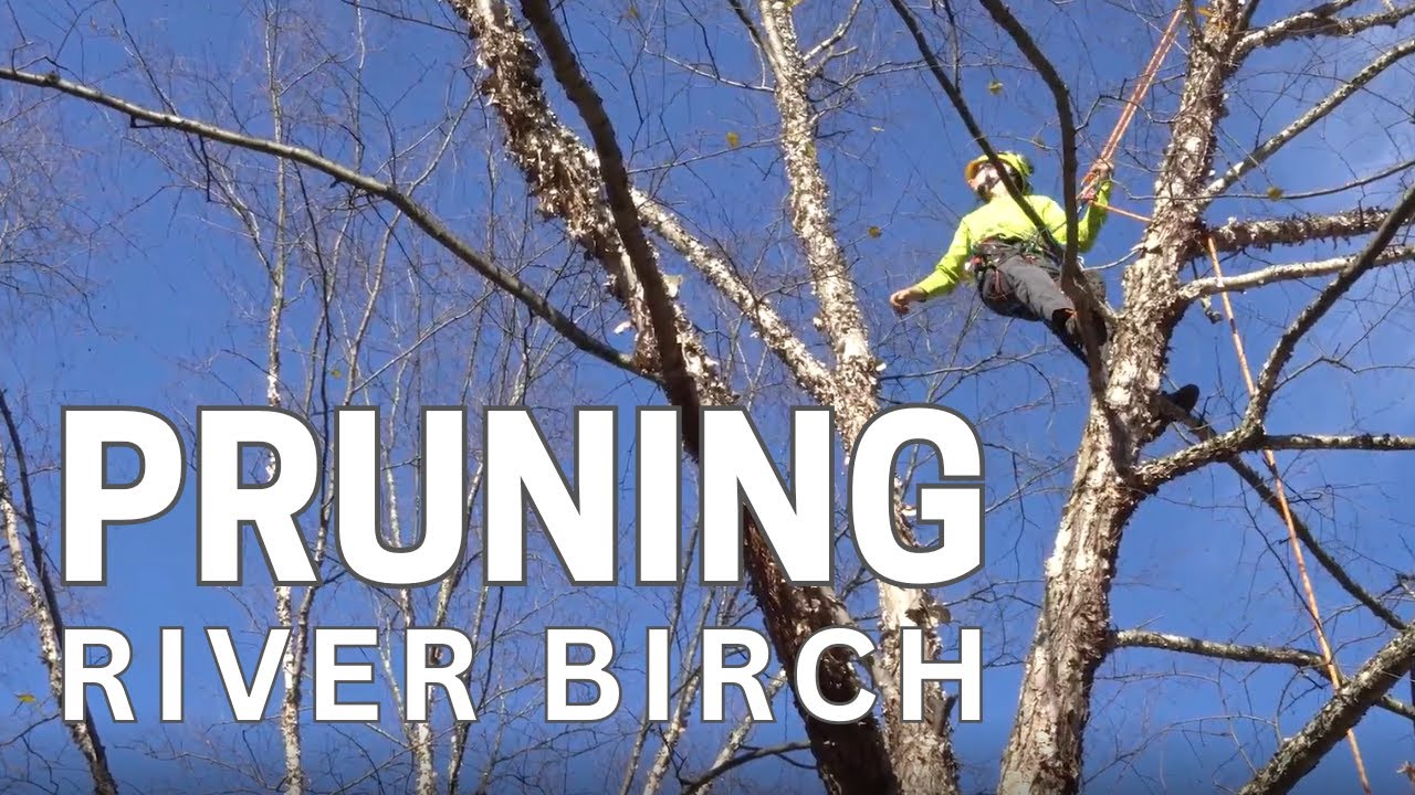 Tree Pruning: River Birch - YouTube