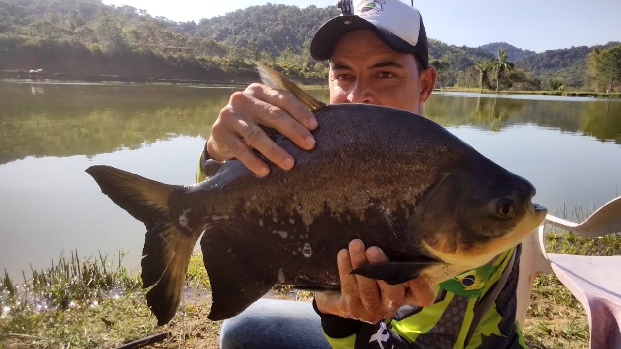 tamba pequeno! mas briga muito, bem saudável - YouTube
