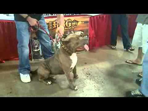 Bully Dogs Hawaii - YouTube