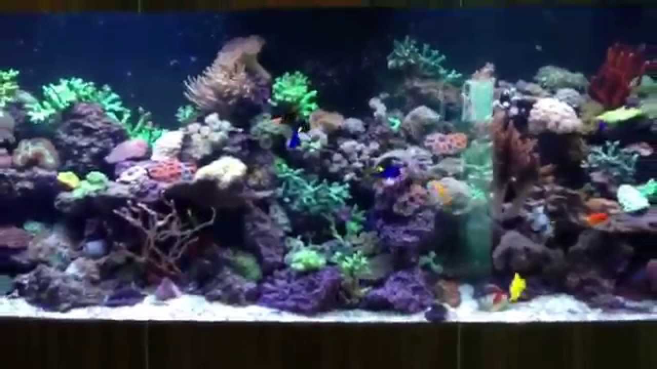 SeaVisions 1200 Gallon High End Reef Aquarium - YouTube