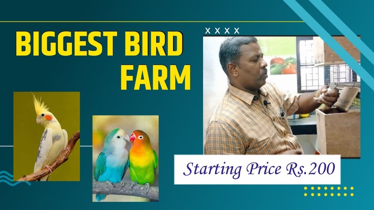 200 முதல் செல்லப்பறவை௧ள் Finches Cocktail African Birds Gouldian ...