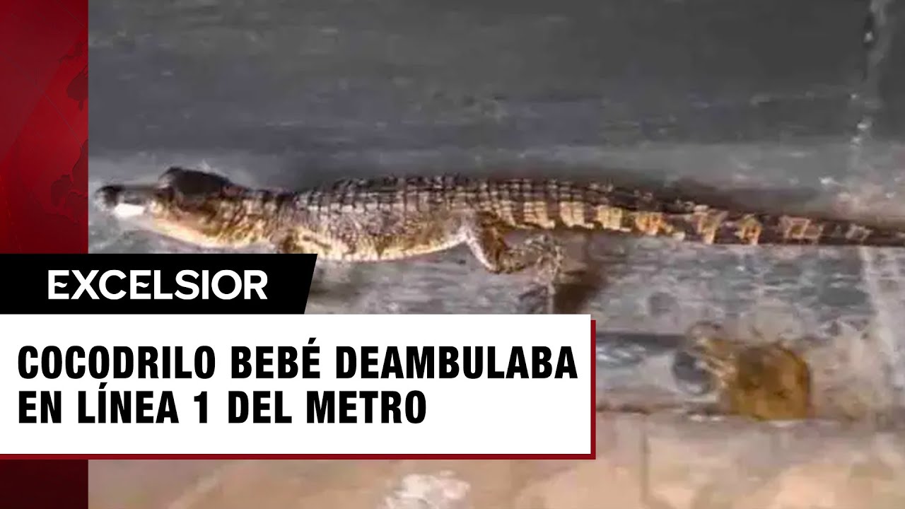 Cocodrilo bebé deambulaba en estación Balderas de la Línea 1 del Metro ...