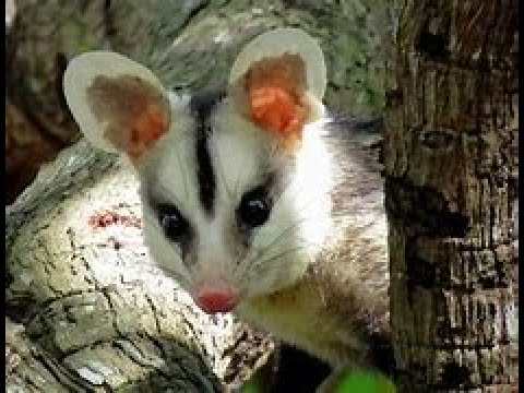 Timbu 🐹🐭 Timbú , Gambá, Cassaco , Saruê ( Didelphis albiventris) - YouTube