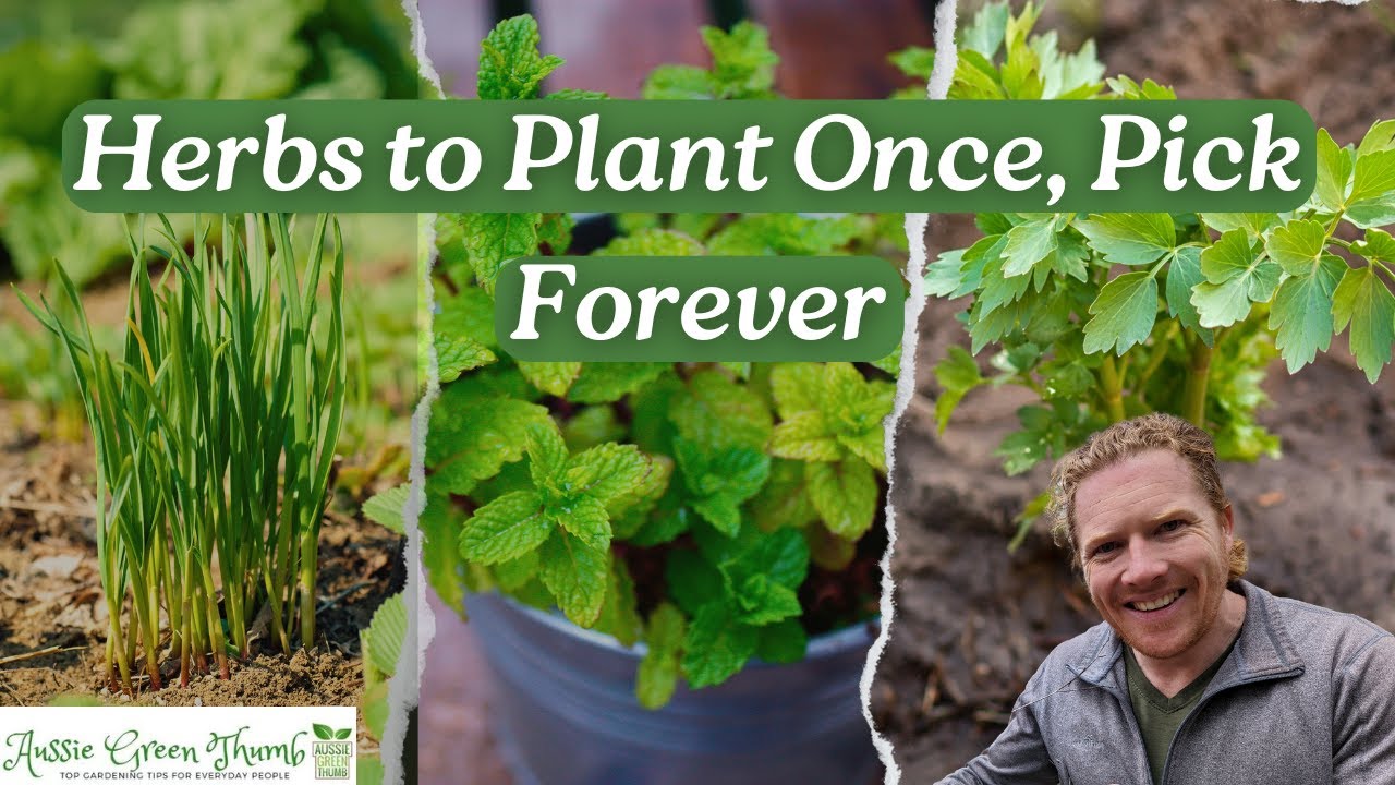 14 Incredible Herbs You Only Plant Once! Plant Once, Pick Forever! Part ...