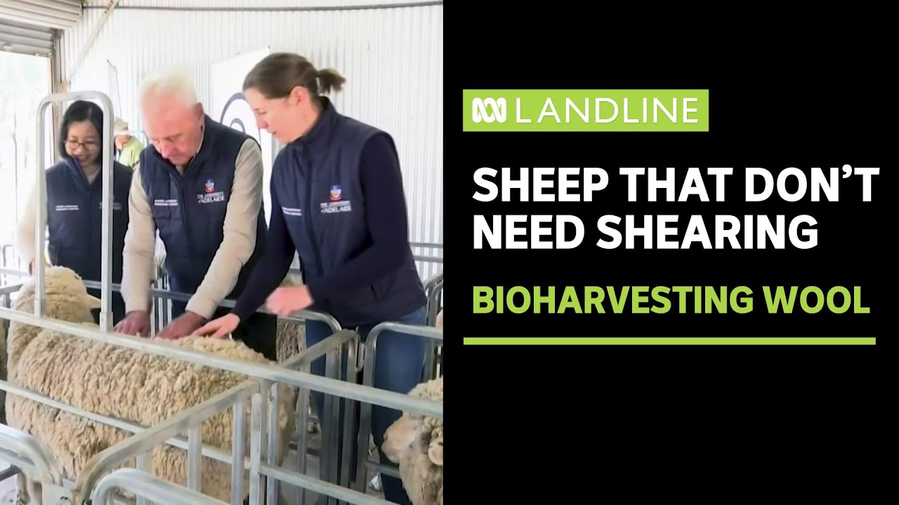 Researchers think they've found a way to remove wool without shearing ...