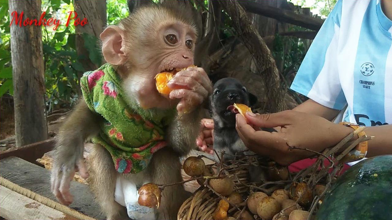 Good Baby!! Poo Eating Fruit With Puppy| Poo Love Orange. - YouTube