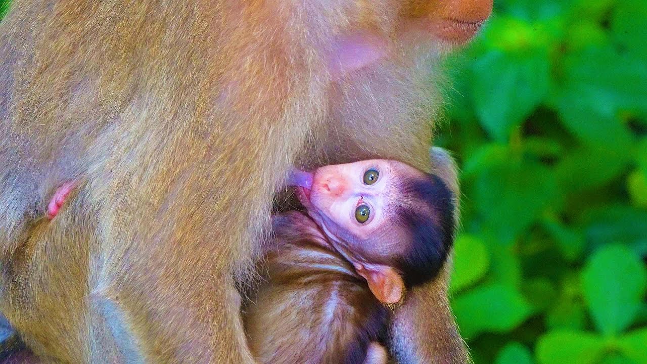 Cool Day ! The Joyful of Monkey Playing and cute baby new born with ...
