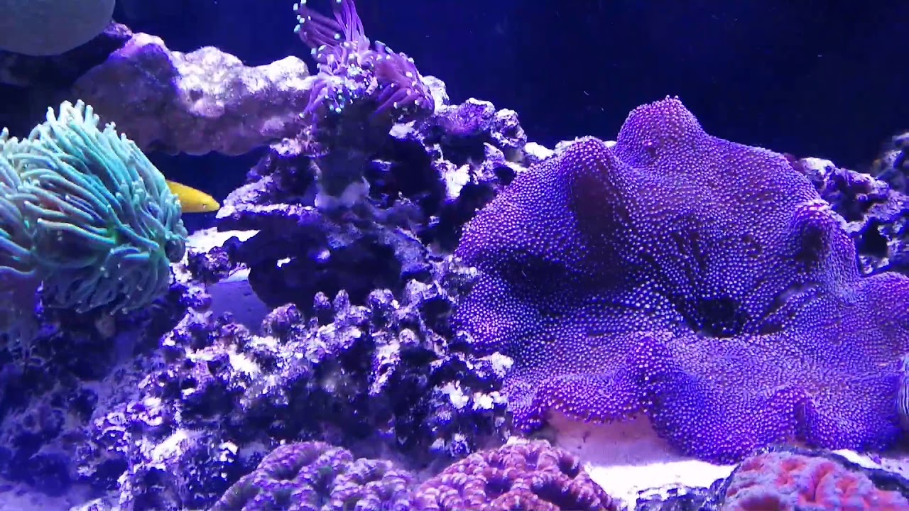 Bubble tip and carpet nem advise - YouTube