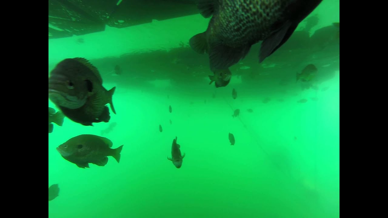 Scuba Diving Haigh Quarry - Kankakee, IL - Fish under the west dock ...