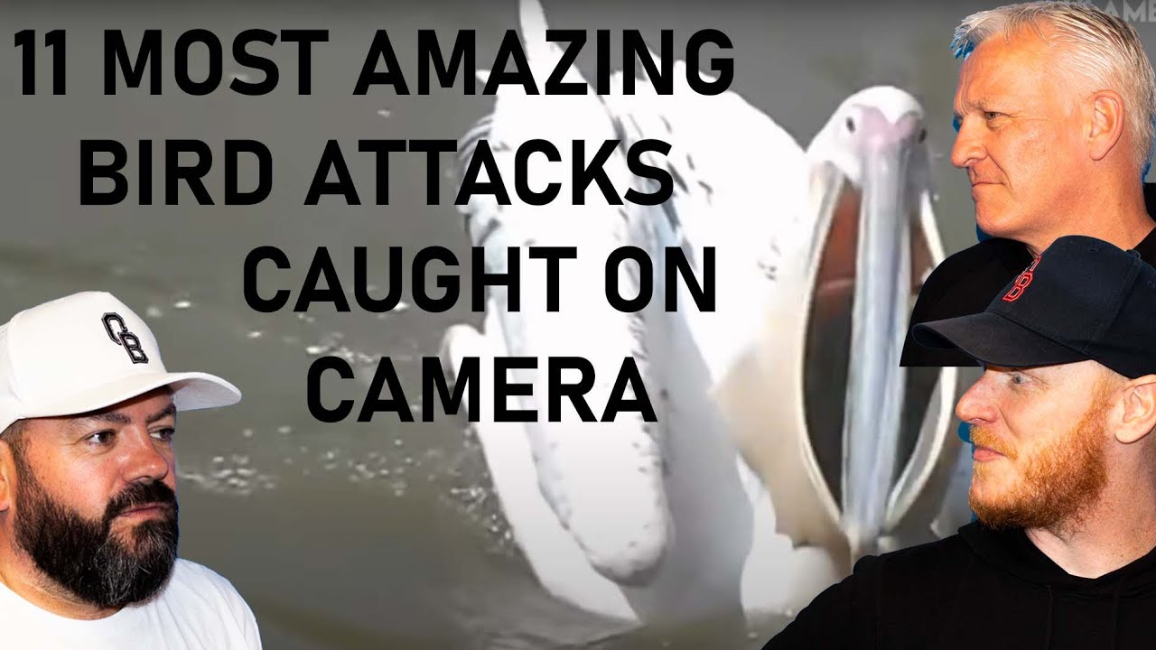 11 Most Amazing Bird Attacks Caught on Camera REACTION!! | OFFICE ...