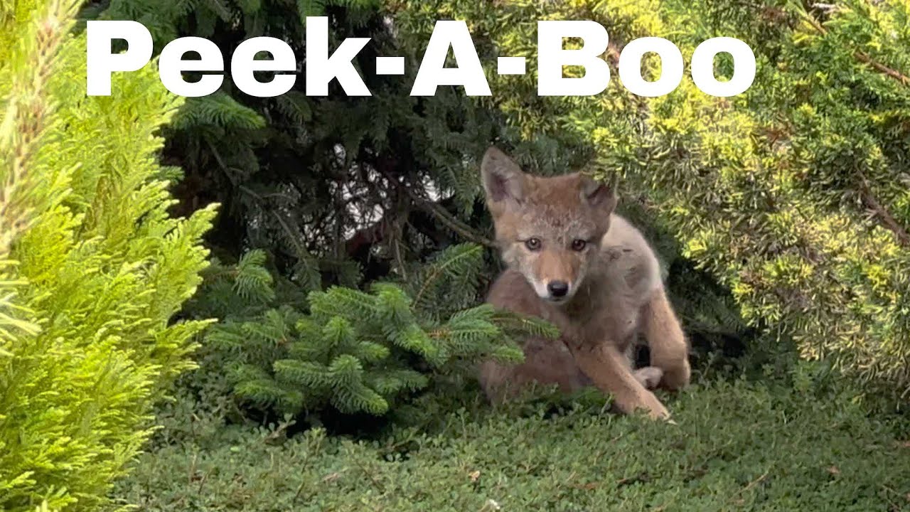 Play Peek A Boo with Coyote Pups at Jean Iseli Memorial Gardens. - YouTube