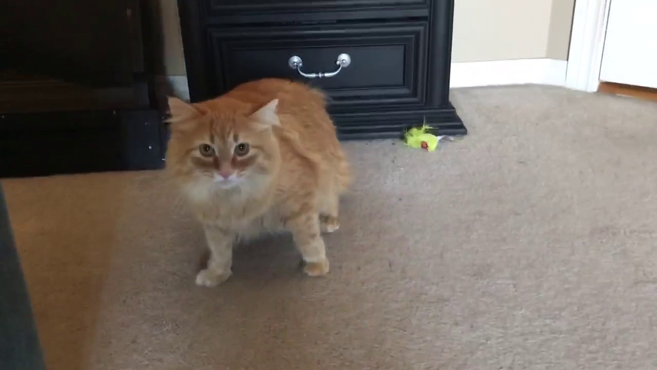 Winston (the cat) talking - YouTube