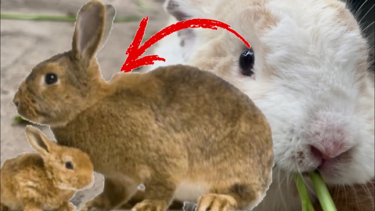 Action of little rabbits ….| #Rabbits#pets #rabbitsaction - YouTube