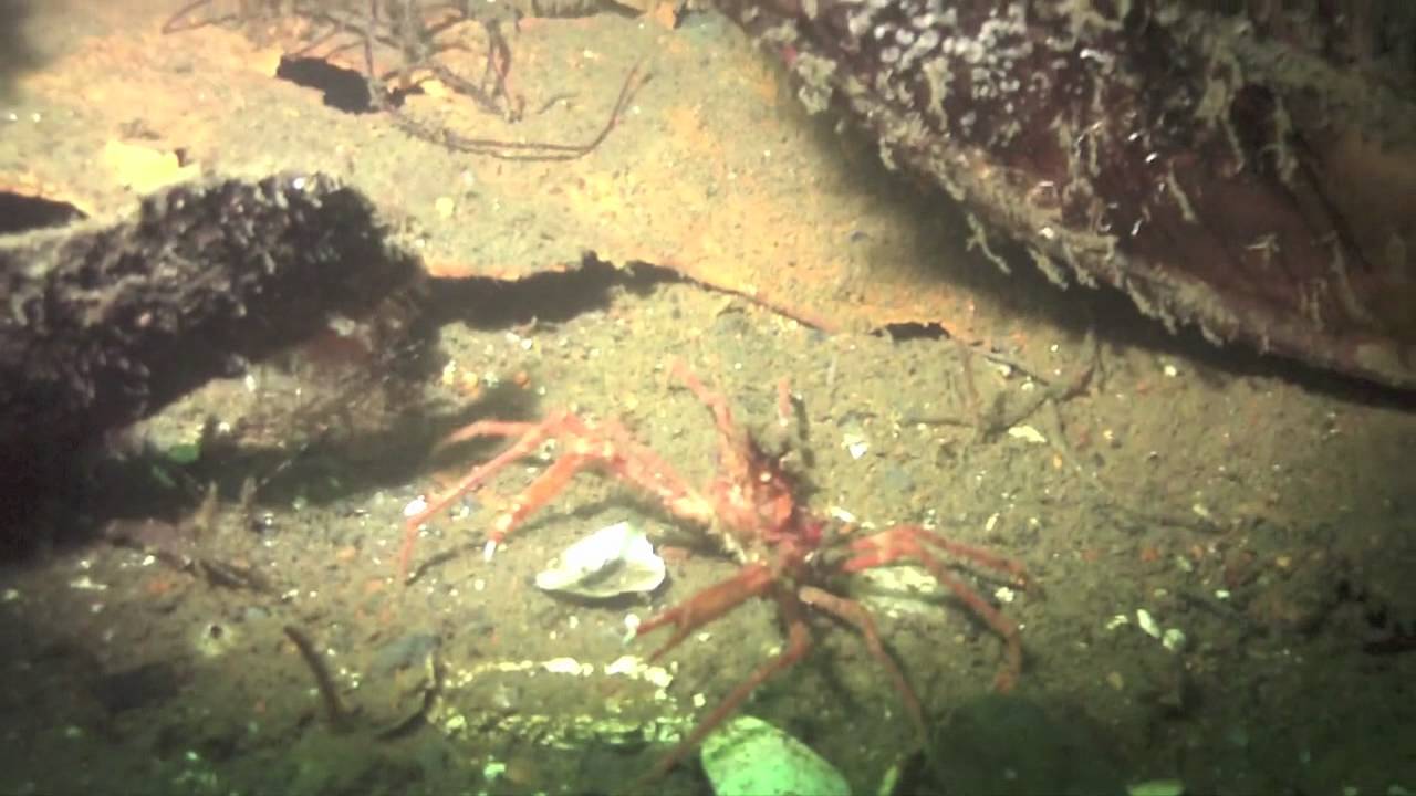 Octopus hole and Mike's Resort Aug 2011 - YouTube