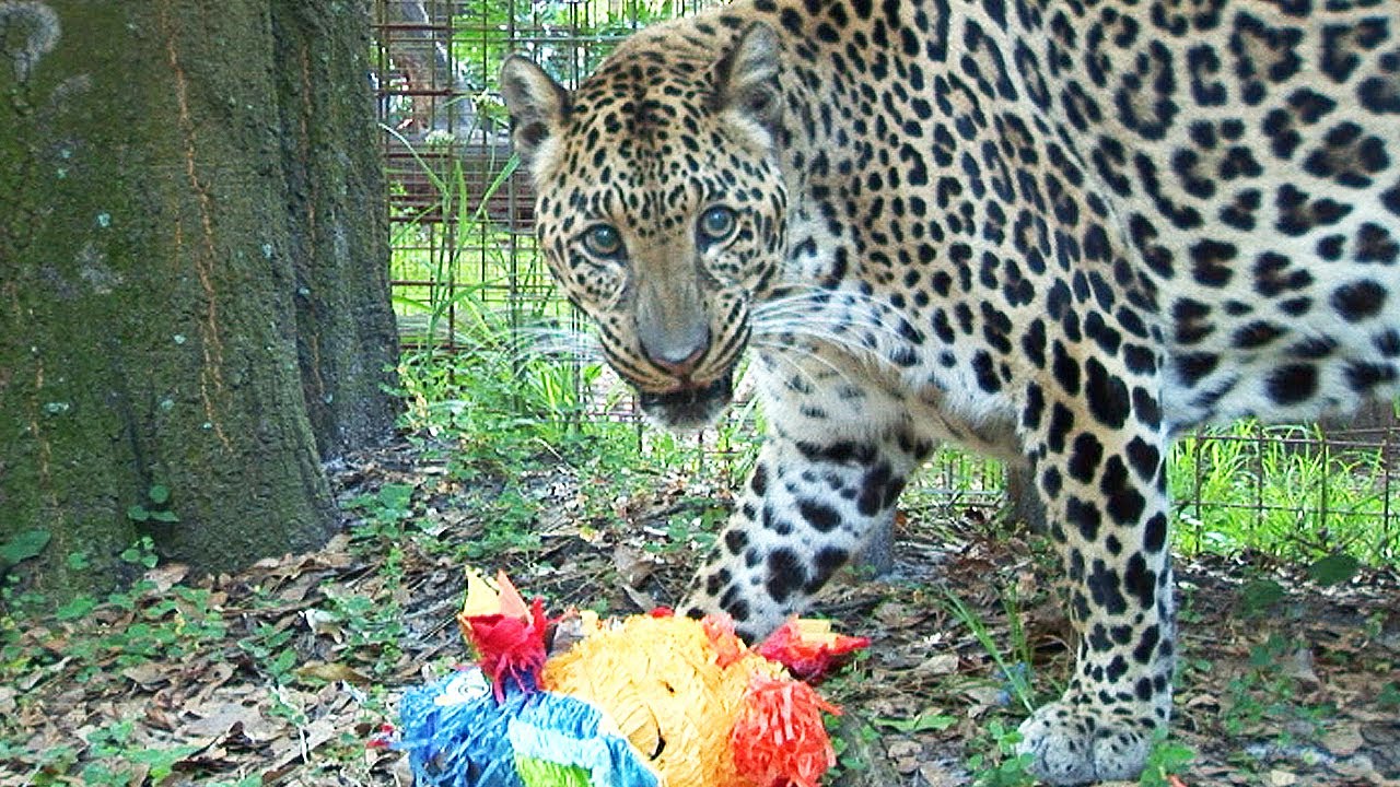 Leopard VS Piñata! - YouTube
