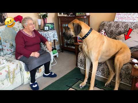 Try Not To Laugh 😂 Best Funny Pets Compilation That Will Make Your Day 🐶💥 #18