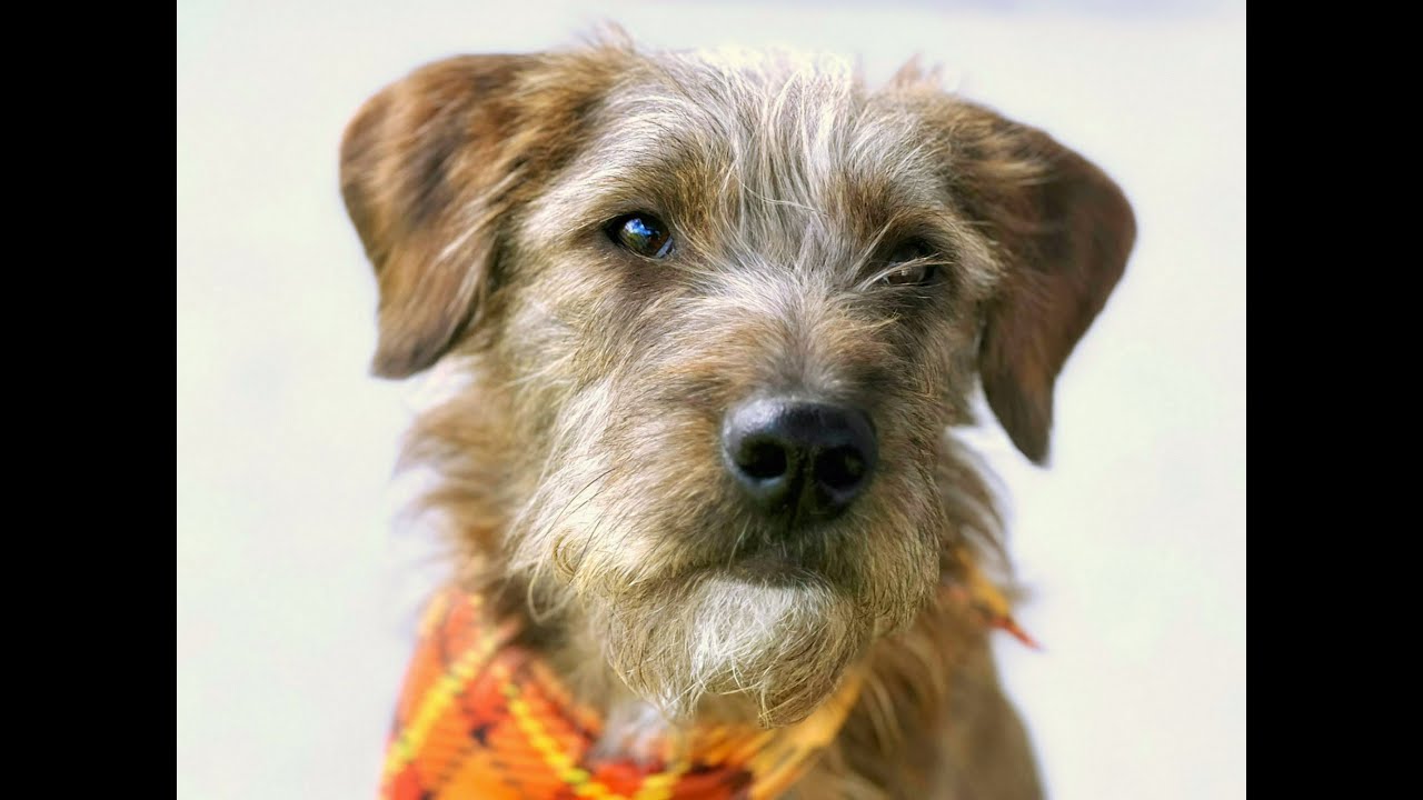Chumlee Adoption TracysPawsRescue Saving dogs in south Texas and along ...