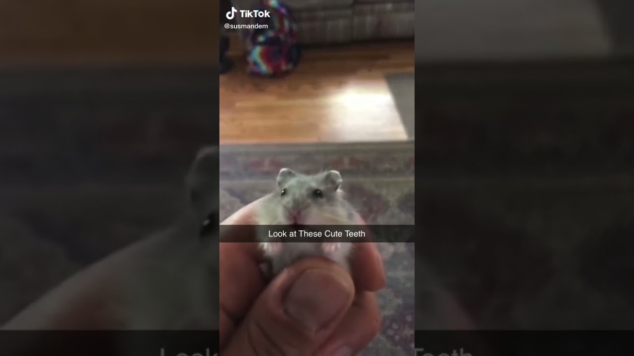 Hamster Screaming - YouTube