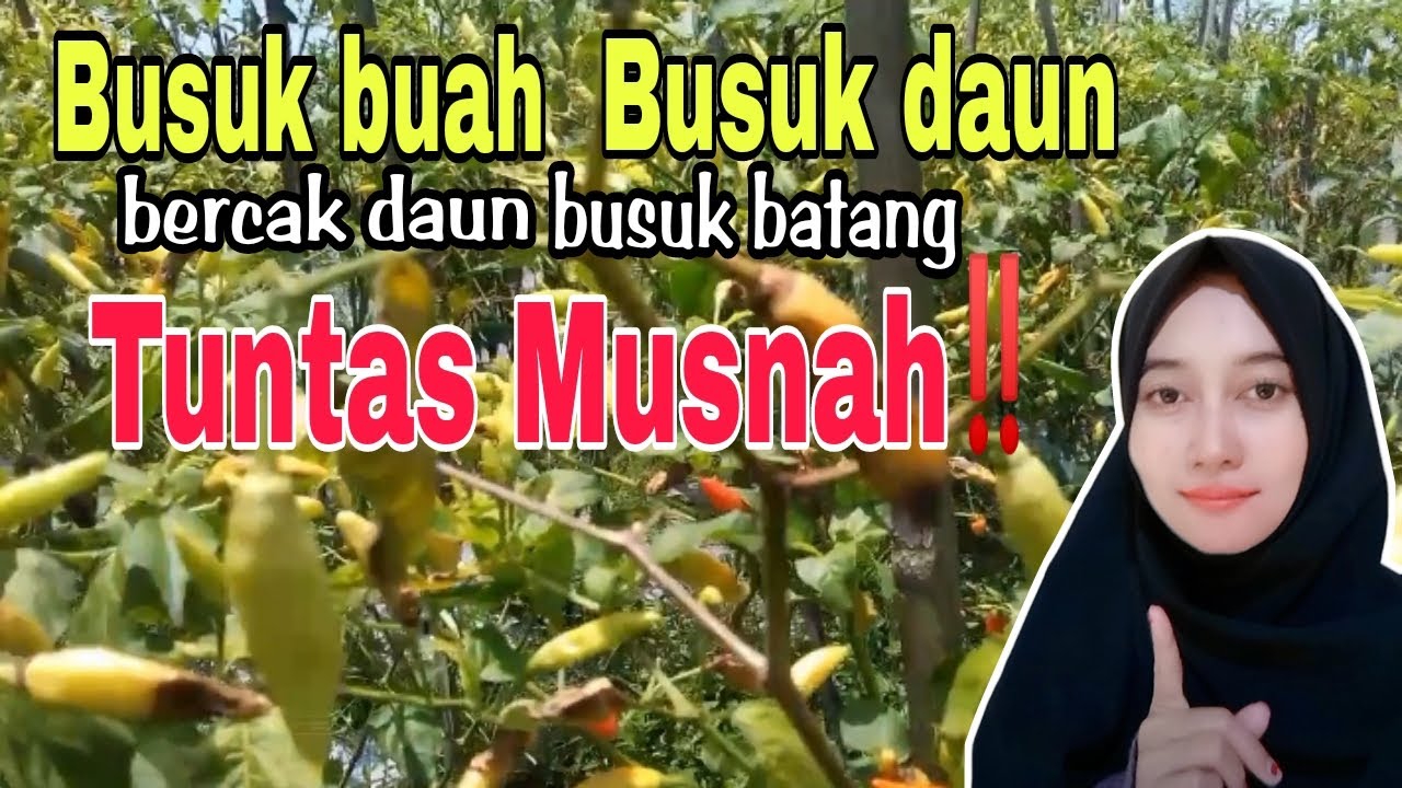Cara mengatasi‼️busuk daun bercak daun busuk buah busuk batang dan ...