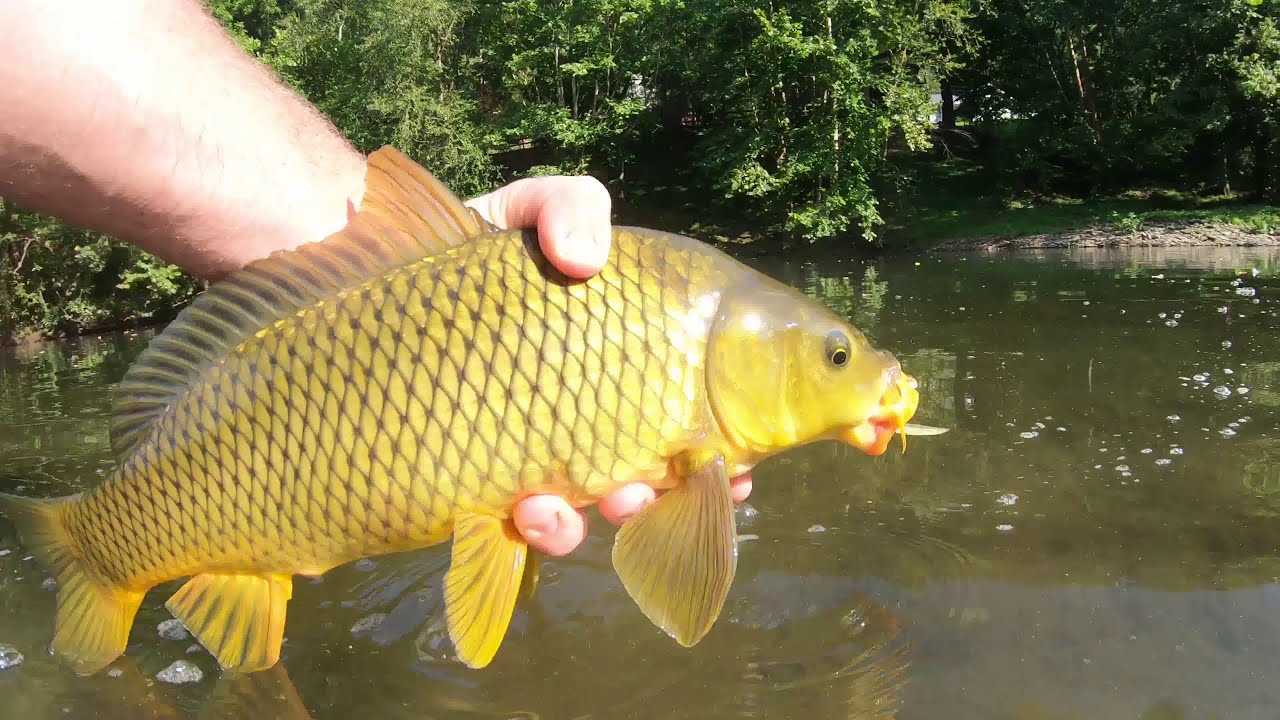 Dog Days of Carp Fishing - YouTube