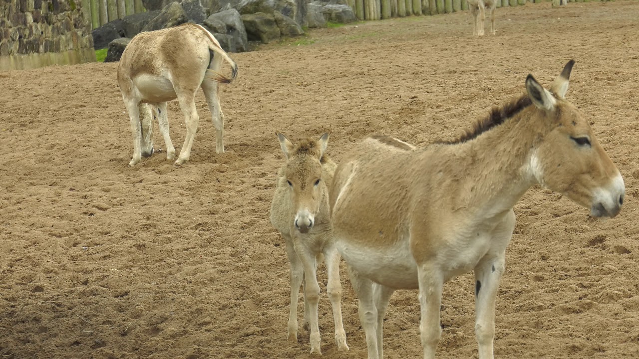 Shot Seven Donkey's 4K 24 FPS (Original) - YouTube