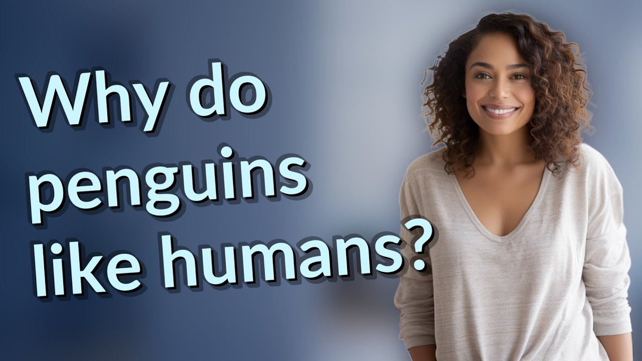 Why do penguins like humans? - YouTube