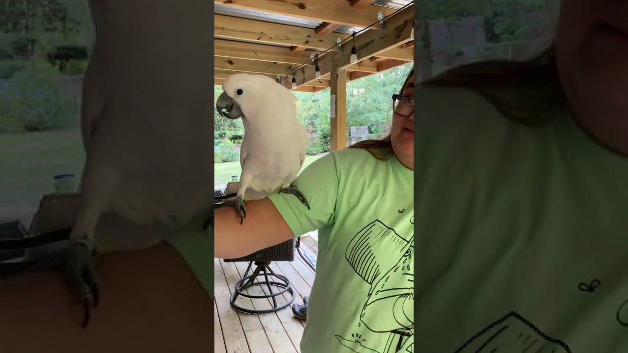 Buster the cockatoo story time with sister - YouTube
